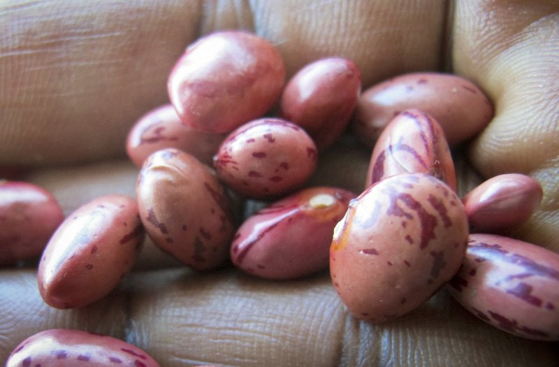 Are ‘super beans’ the answer for the hungry in Africa?