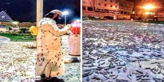 ‘Plague of Locusts Attacks Islam’s Holiest Mosque in Mecca,’ but was ...