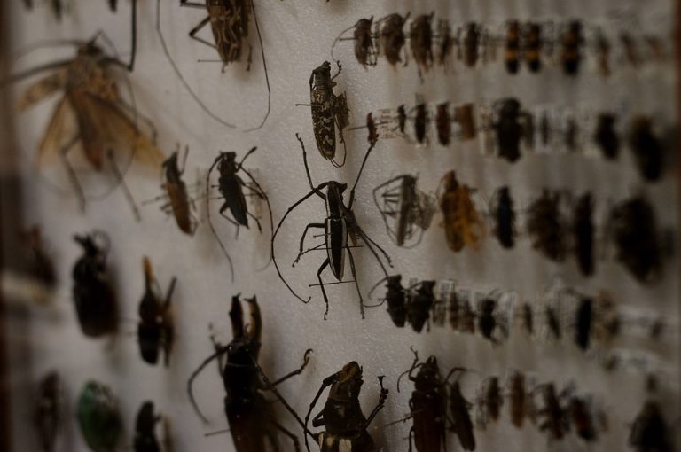 BBC: ‘Insect apocalypse’ more complicated than thought - Church of God News
